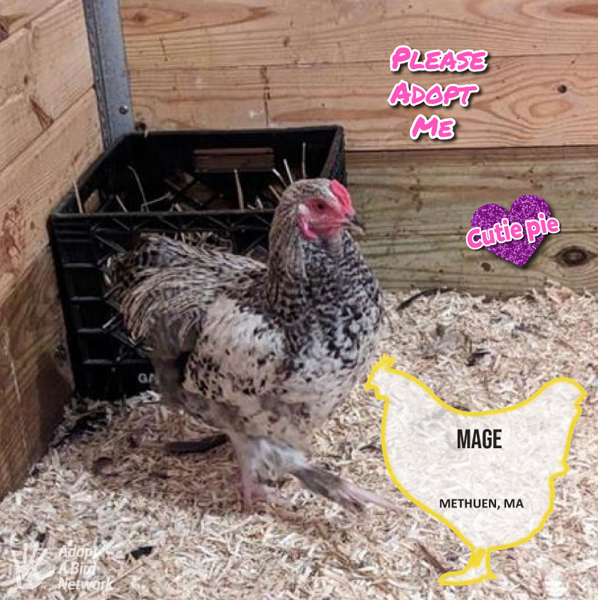 Chickens for Adoption