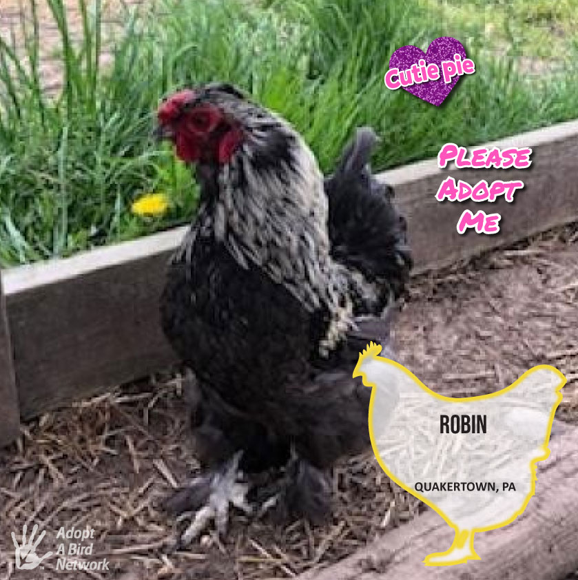 Chickens for Adoption