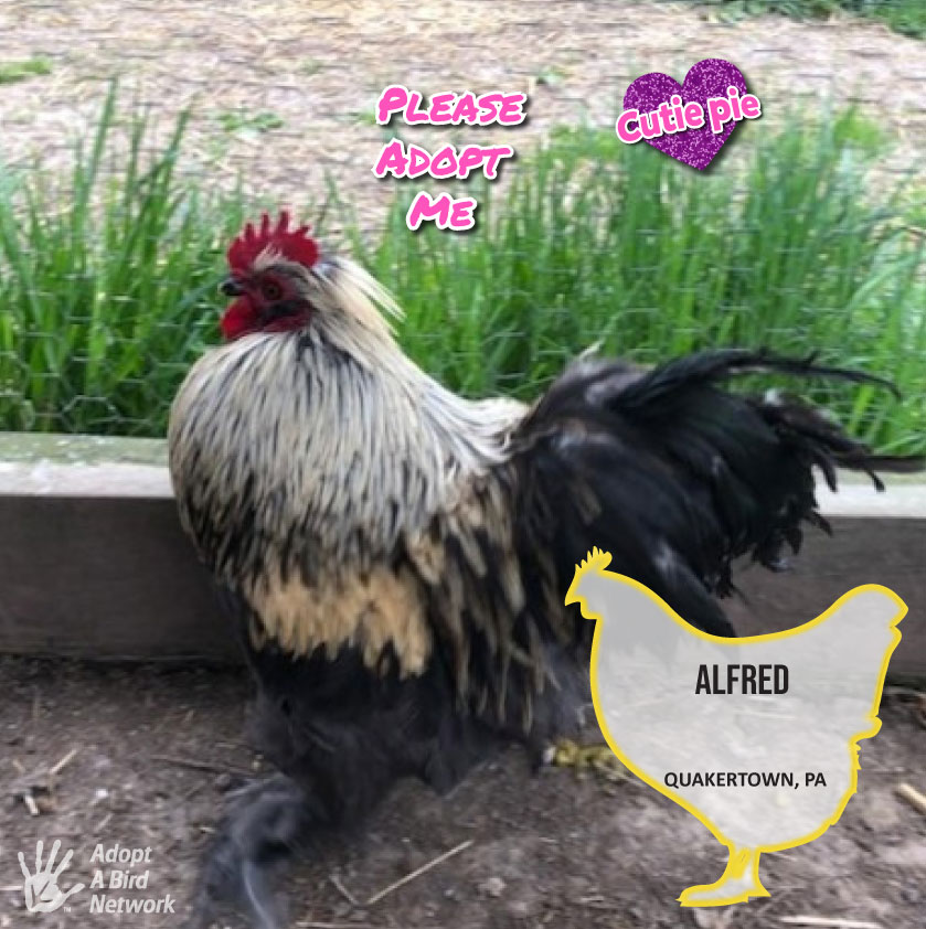 Chickens for Adoption