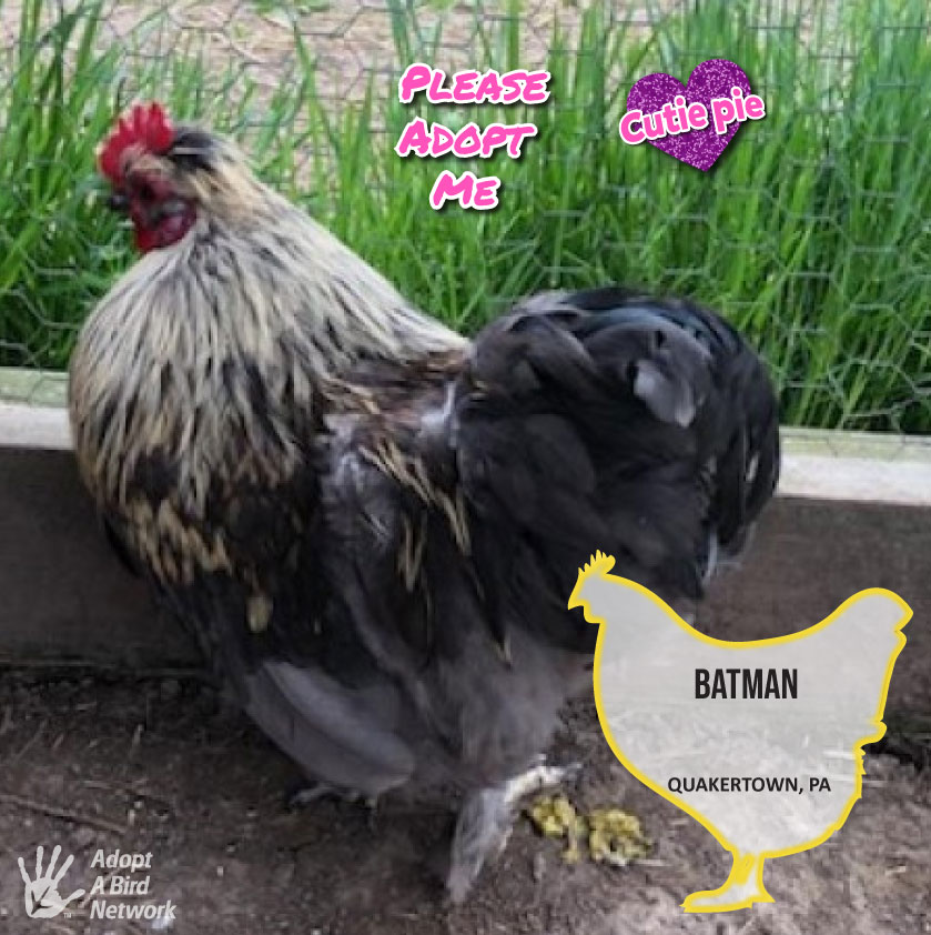 Chickens for Adoption