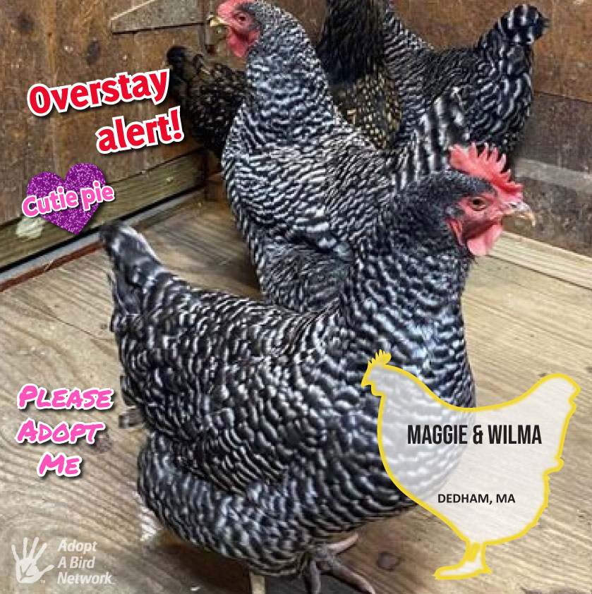 Chickens for Adoption