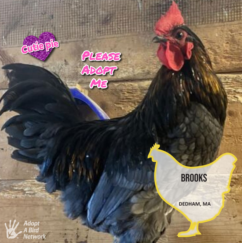 Chickens for Adoption