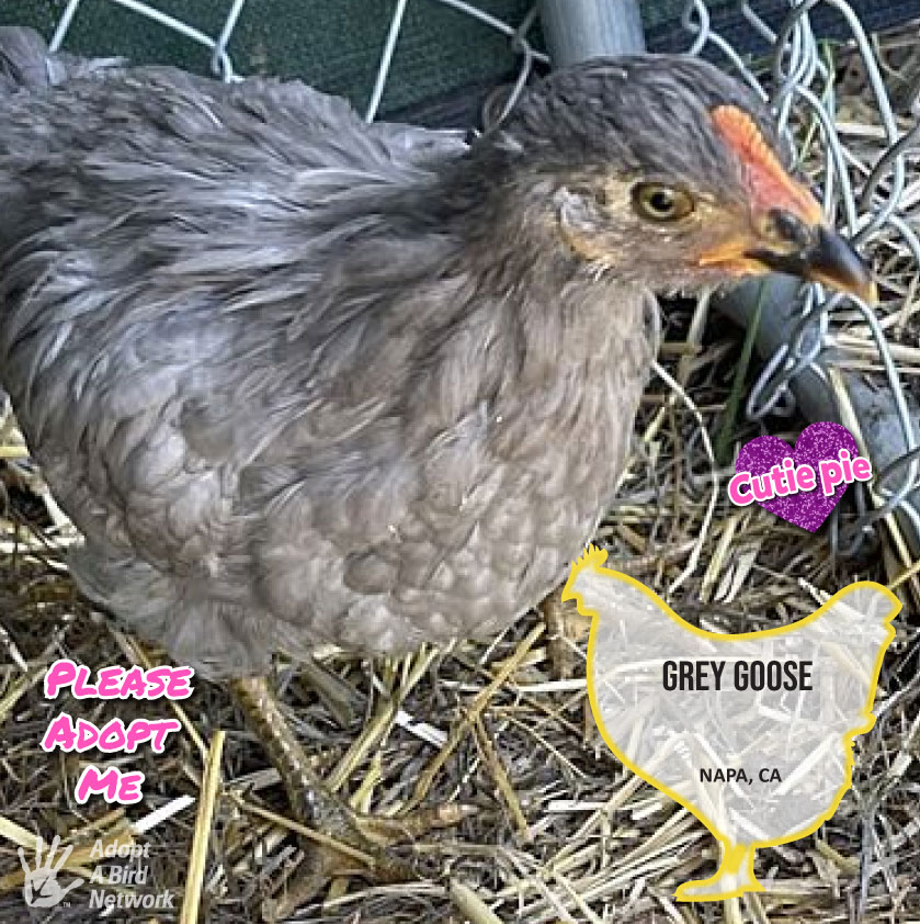 Chickens for Adoption