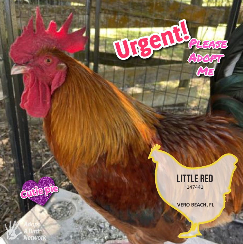 Chickens for Adoption