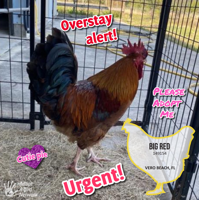 Chickens for Adoption