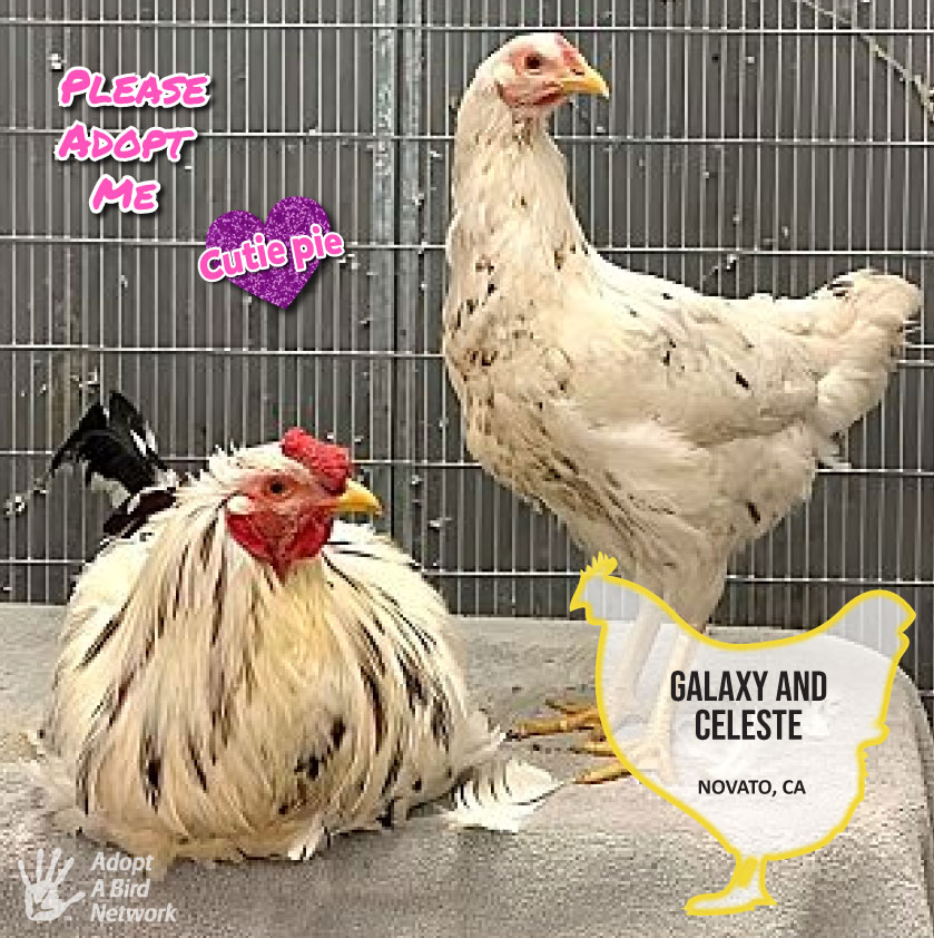 Chickens for Adoption