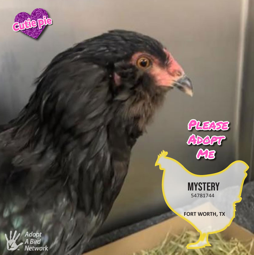 Chickens for Adoption