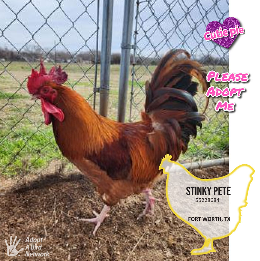 Chickens for Adoption