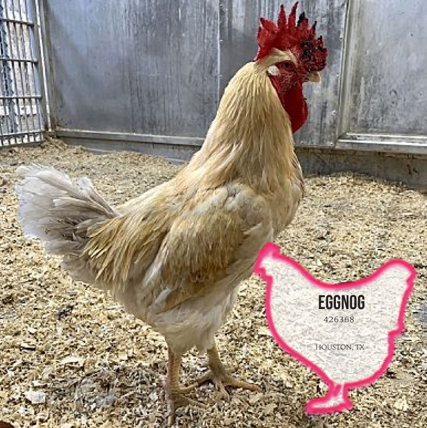 Chickens for Adoption