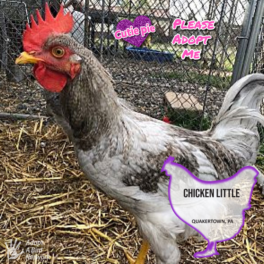 Chickens for Adoption