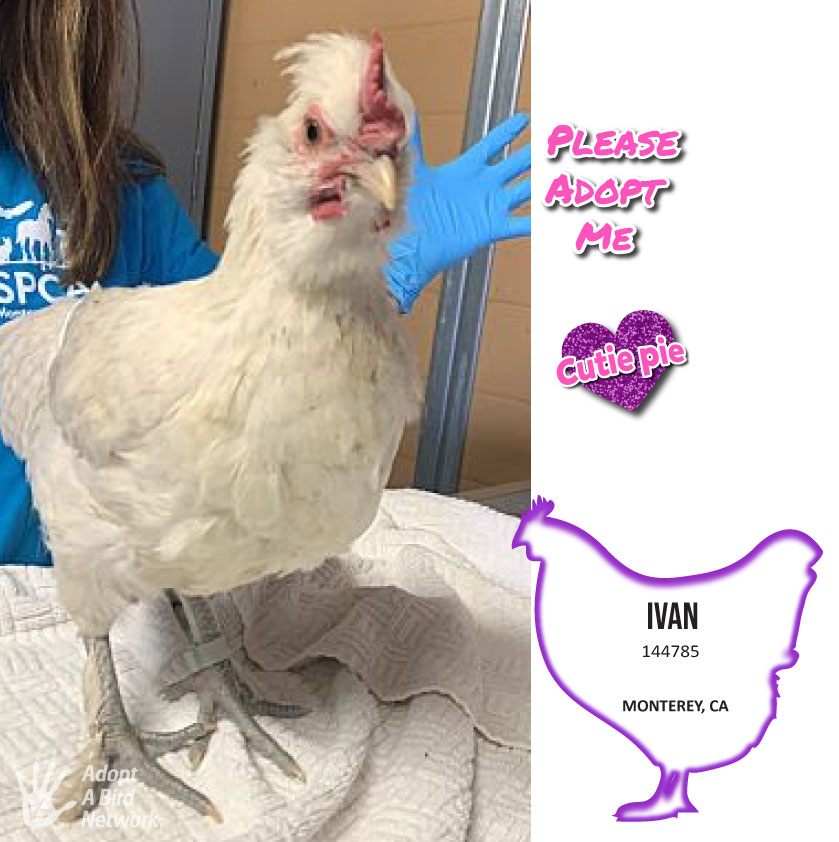 Chickens for Adoption