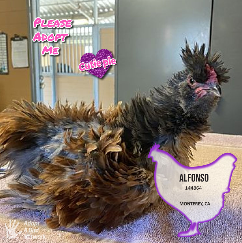 Chickens for Adoption
